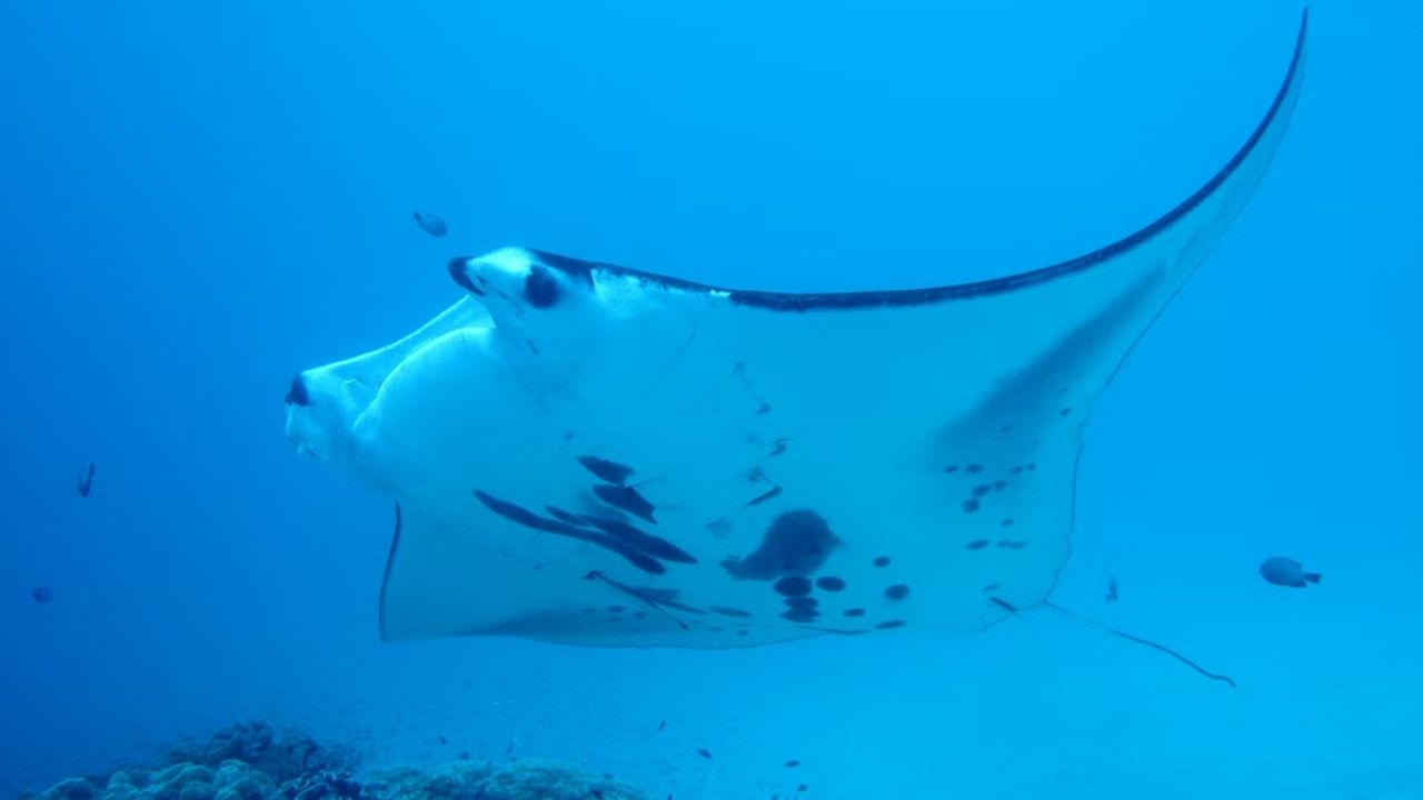 Best Scuba Diving Places in the World You Must Visit Once