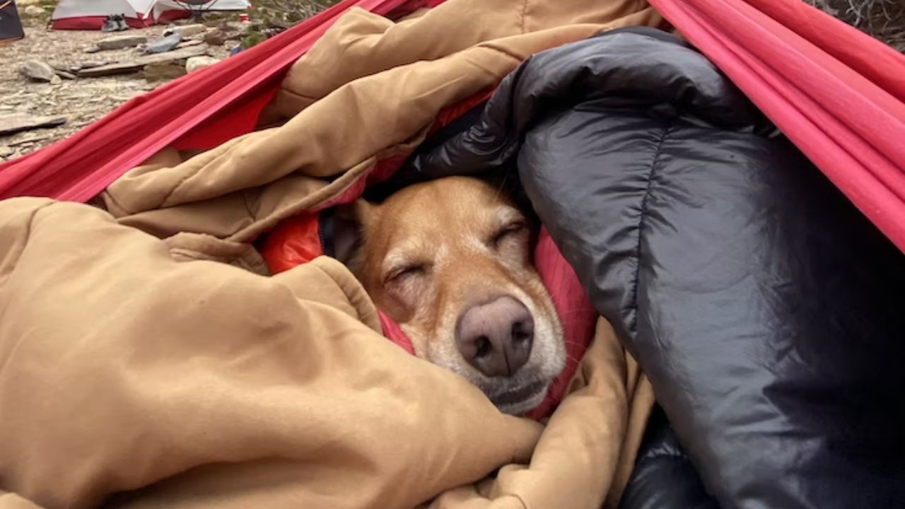 How to camp with your dog for the first time? Pro Tips